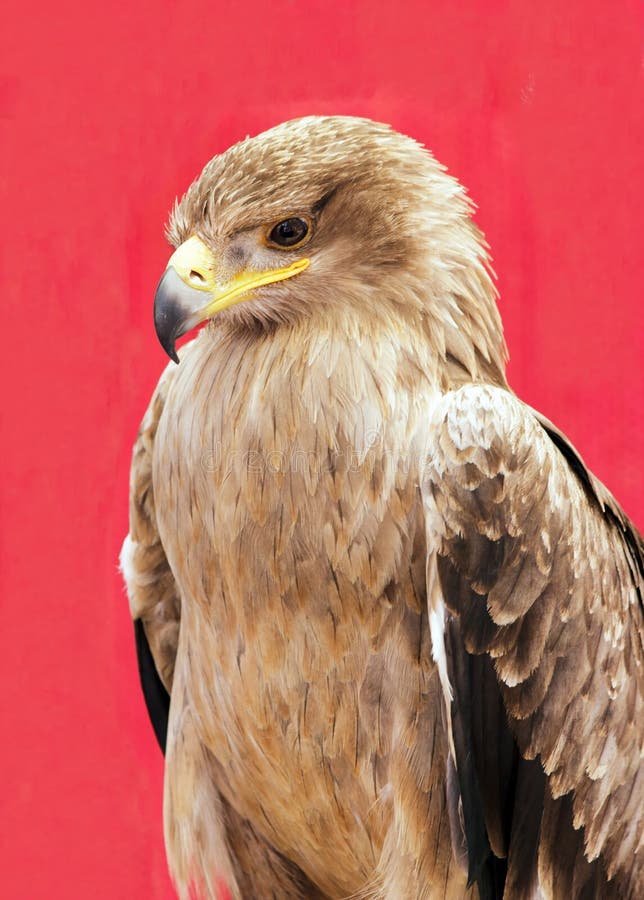 Harris Hawk, Drawing Portrait Stock Photo - Image of eagle, pride: 55800882