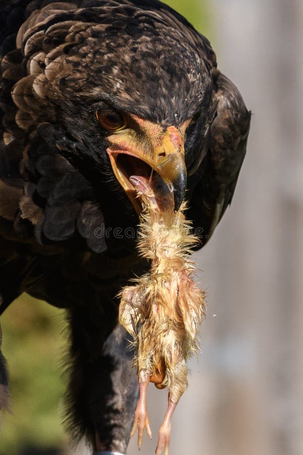 Harris Hawk eating stock photo. Image of hunters, falconry - 129672382