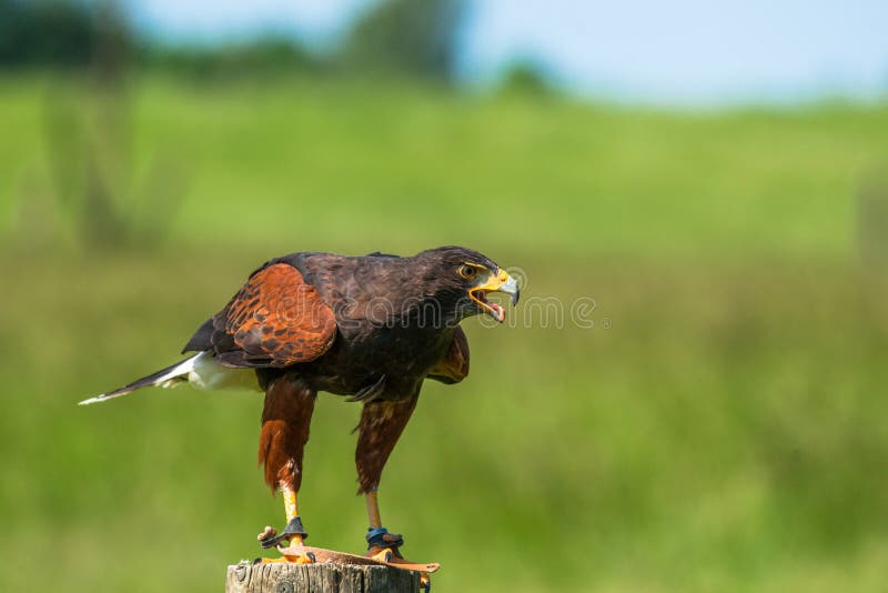 Harris Hawk Em Um Polo De Madeira Foto de Stock - Imagem de macho, bico ...