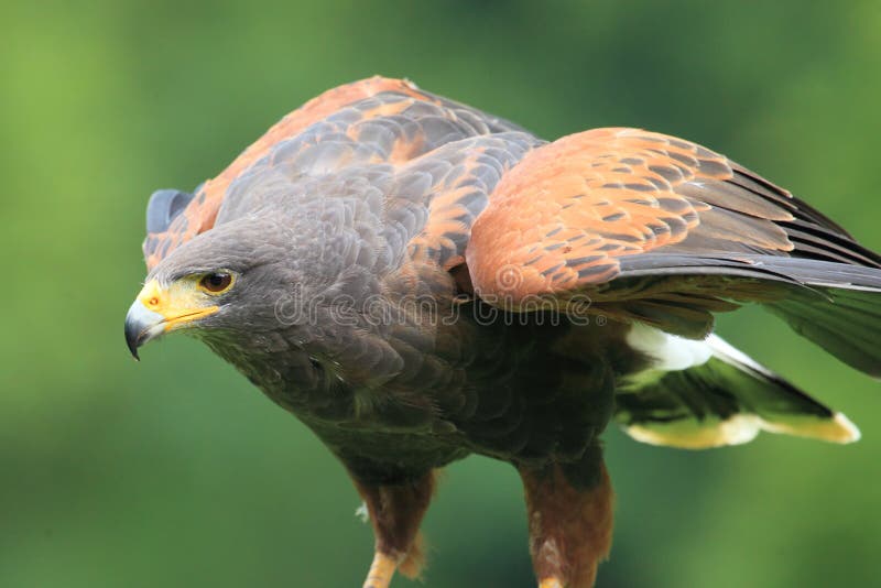 Harris hawk stock photo. Image of nature, travel, harris - 64157246