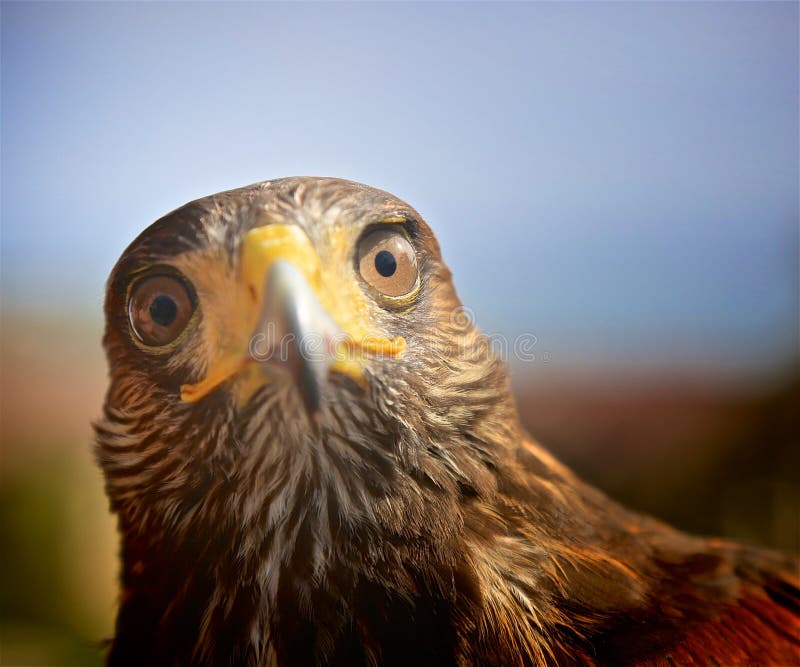 Hawk Face stock image. Image of bird, harriss, determination - 35331639