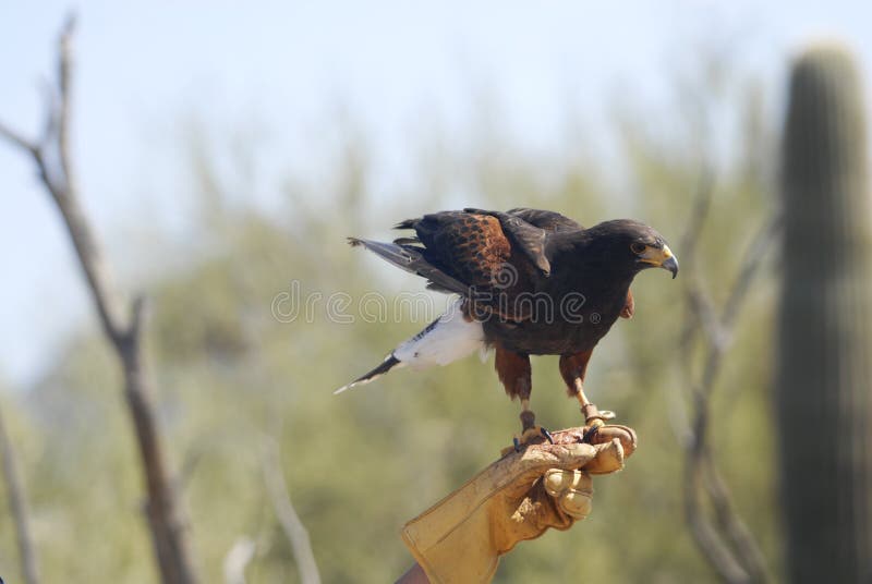 Harris Hawk with Falconer stock image. Image of falconer - 10582225