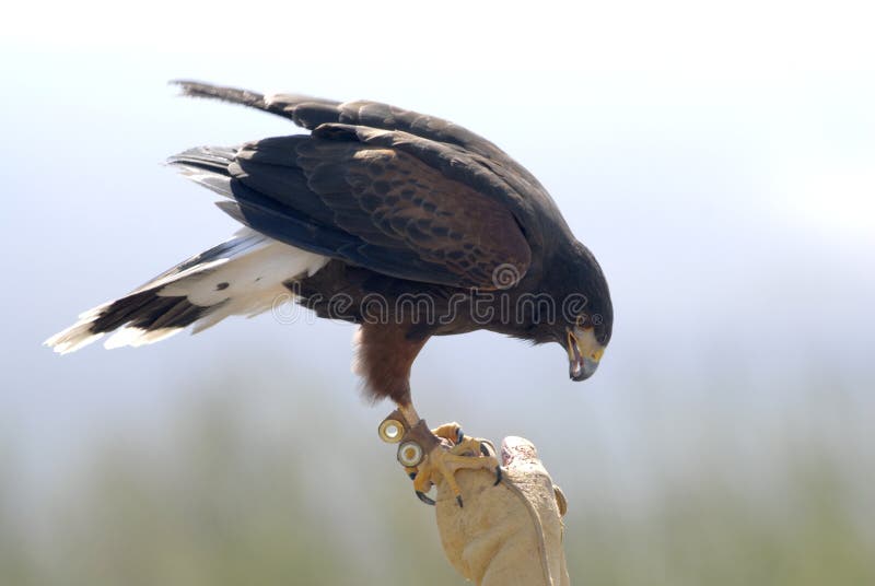 Harris Hawk with Falconer 2 Stock Image - Image of glove, falconer ...