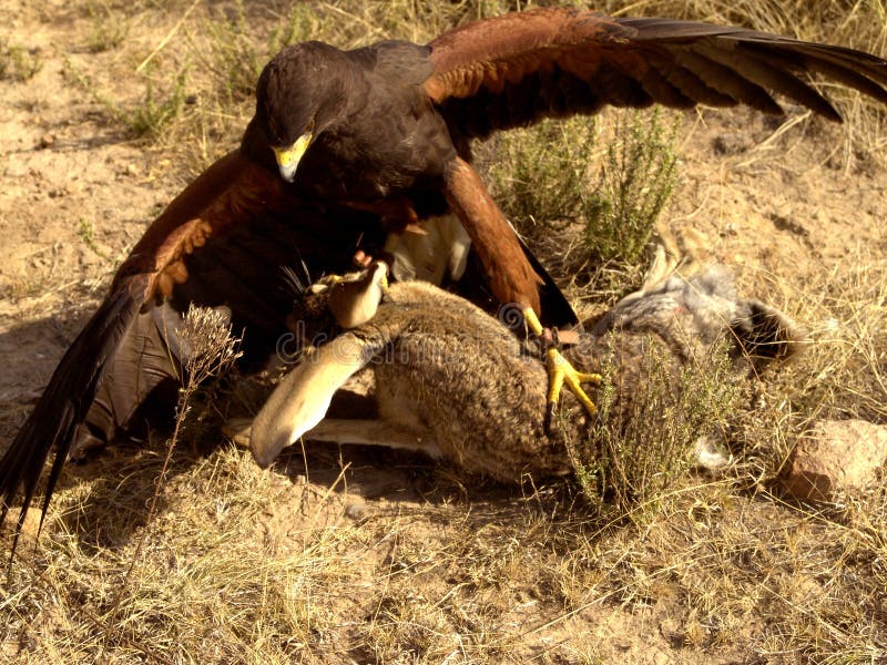 Harris Hawk Fighting Prey stock photo. Image of hawk, buzzard - 1804556
