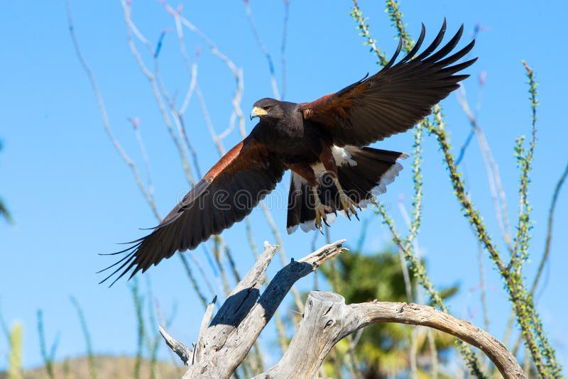 Harris Hawk Fixing To Land on Branch Stock Image - Image of carnivore ...
