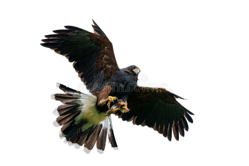 A Harris Hawk Flies Away with Its Prey in Its Talons Stock Image ...