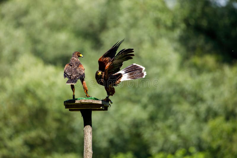 Harris hawk in flight stock image. Image of predator - 252684659