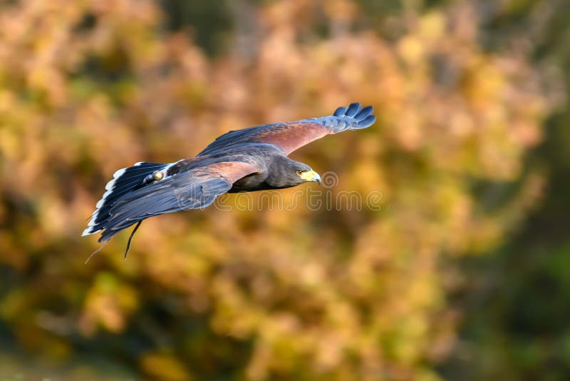 Harris Hawk in flight stock photo. Image of photograph - 131691950