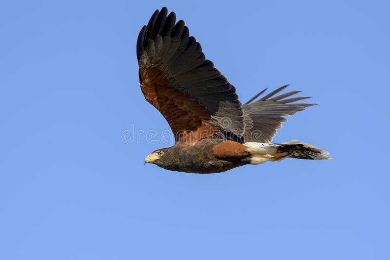 Harris Hawk in Flight stock image. Image of beak, flying - 37262417