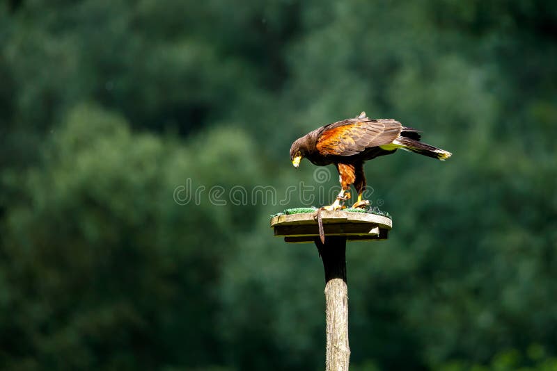 Harris hawk in flight stock photo. Image of nature, flying - 252684850