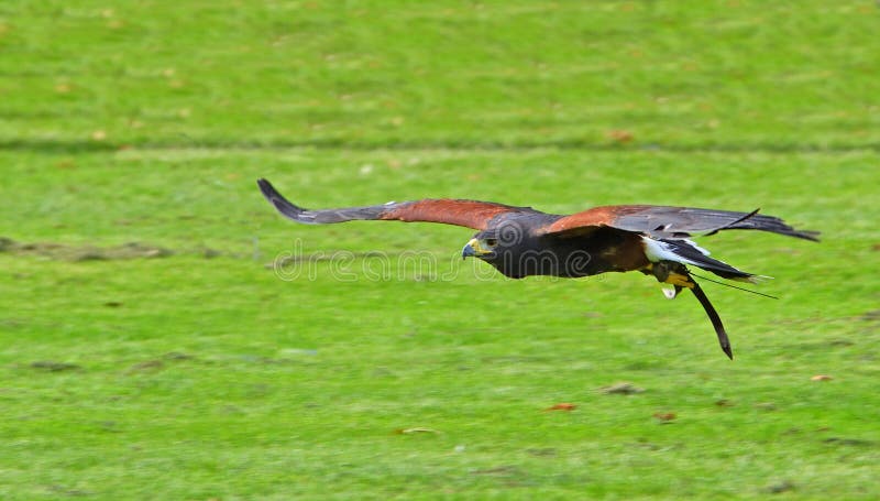 Harris Hawk in Flight low stock image. Image of seabird - 293711029