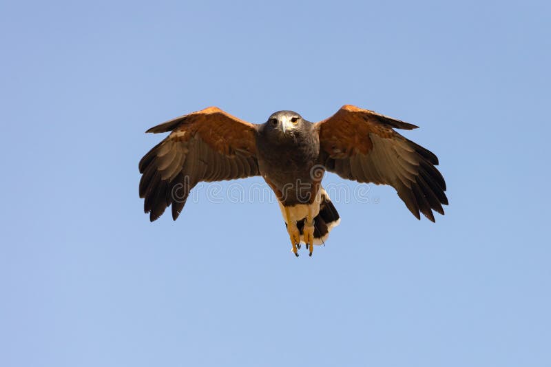 Harris Hawk in Flight with Wings on a Down Beat Stock Image - Image of ...
