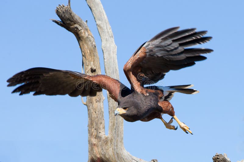 Harris Hawk Flying in Desert Stock Photo - Image of harris, falconry ...