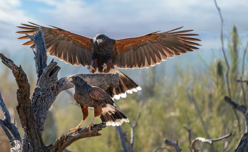 Harris Hawk Flying. Isolated Hawk Against Blue Sky Stock Photo - Image ...