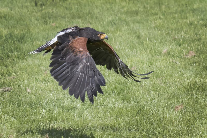 Harris Hawk Flying Low To Ground Stock Image - Image of europe, latin ...