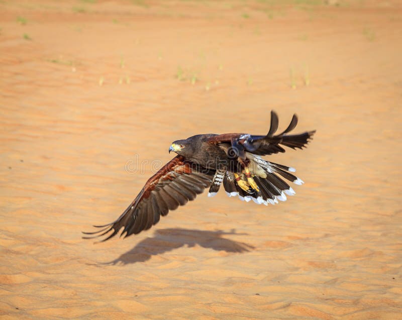 Harris Hawk stock photo. Image of nature, bird, wings - 73955988