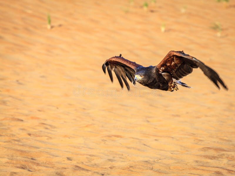 Harris Hawk stock photo. Image of flight, raptor, desert - 74559814