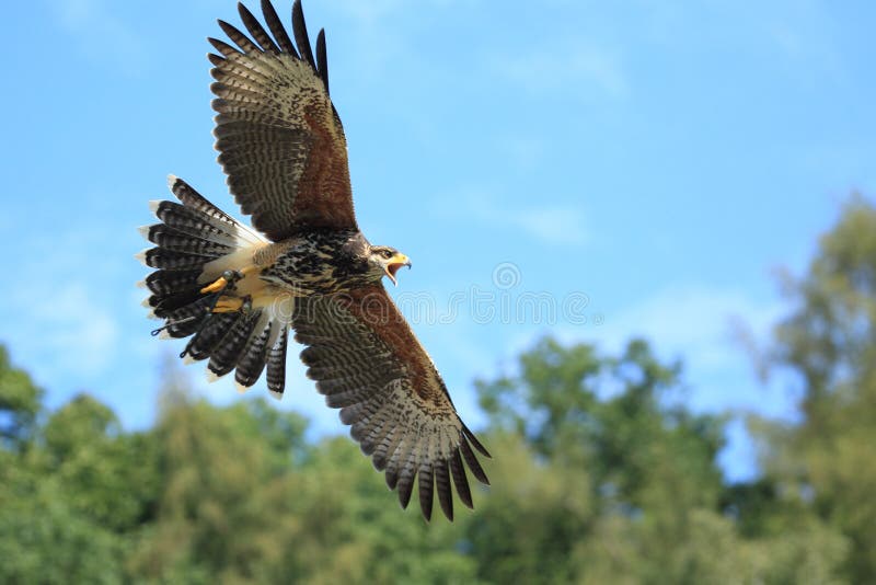 Harris hawk stock image. Image of hawk, harris, tree - 43789855