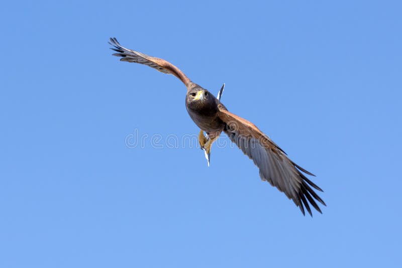Hawk flight stock image. Image of beak, hawk, raptor, clouds - 751281