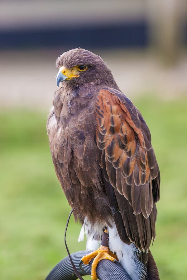 Harris hawk full body stock photo. Image of falconry - 25867270