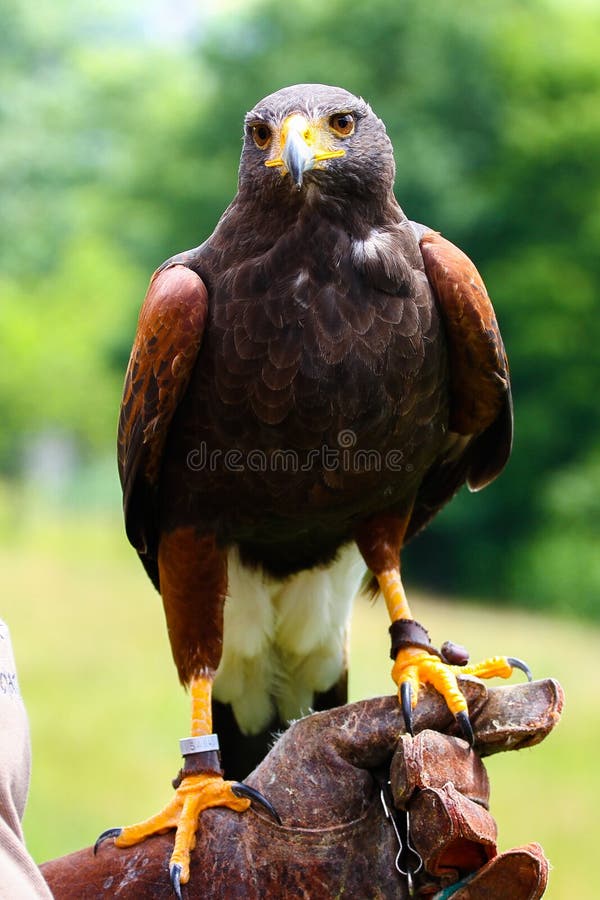 Red-tailed Hawk stock image. Image of bird, prey, predator - 10507037