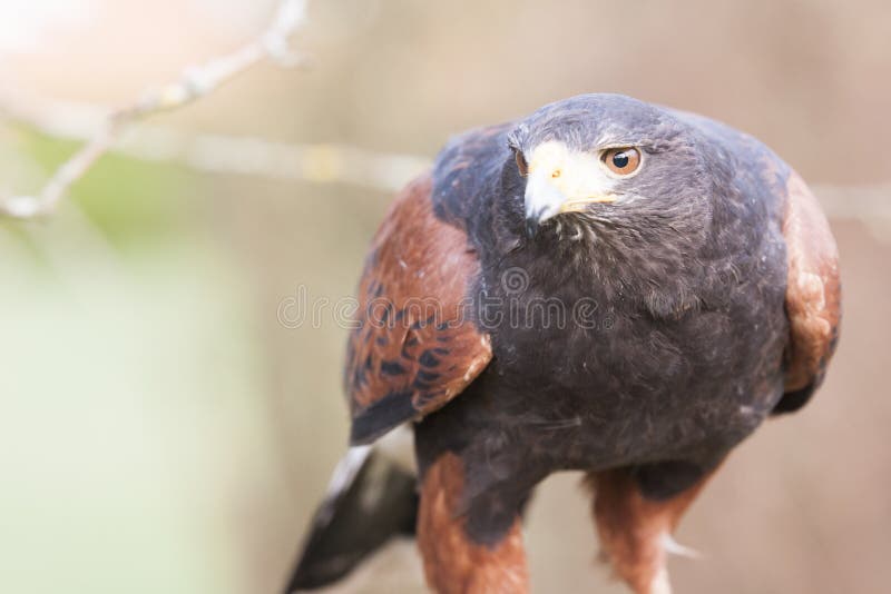 Harris hawk stock image. Image of flying, merlin, perch - 49385427