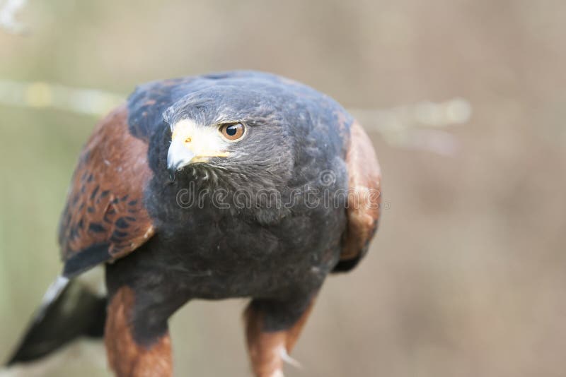 Harris hawk stock image. Image of perch, head, hawk, merlin - 49385803