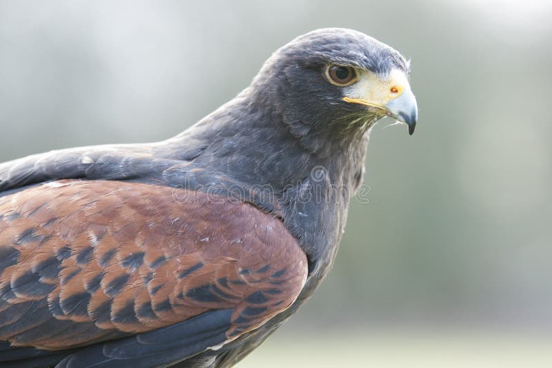 Two Harris Hawks Perched on Branch Up Close Parabuteo Unicinctus Stock ...