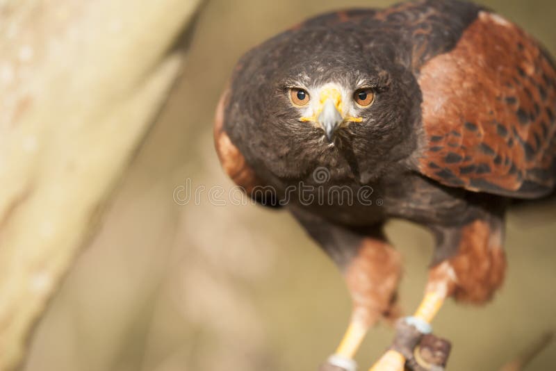 Harris hawk stock image. Image of feathers, motion, beak - 49965475