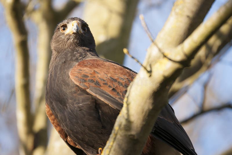 Harris hawk stock photo. Image of feather, eagle, falcon - 49965494