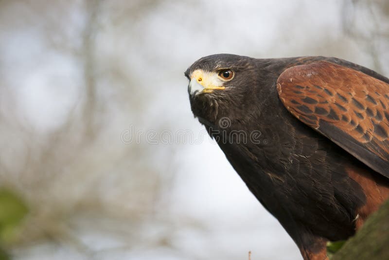 Harris hawk stock photo. Image of animal, portrait, harris - 49965734