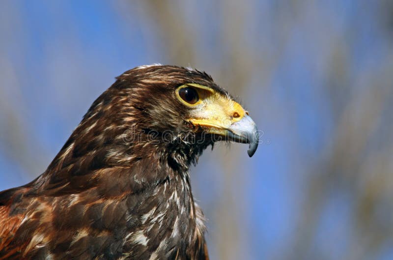 Harris Hawk Head stock image. Image of plumage, raptor - 17569051