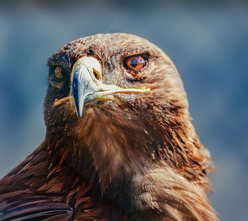 Harris hawk full body stock photo. Image of falconry - 25867270