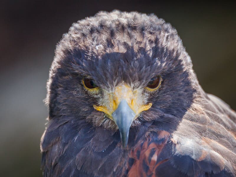 Harris hawk full body stock photo. Image of falconry - 25867270