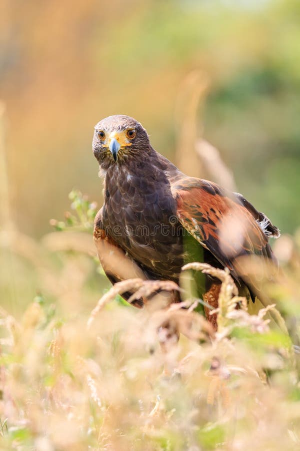 Harris Hawk Hiding in Long Grass Stock Image - Image of brown ...