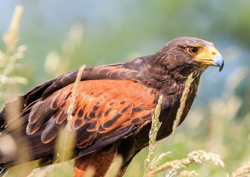 Harris Hawk Hiding Long Grass Stock Photos - Free & Royalty-Free Stock ...