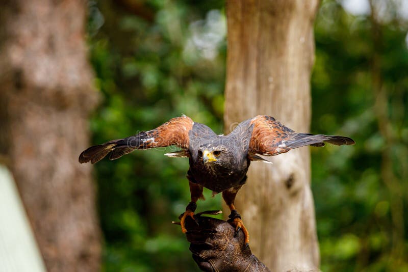 Harris hawk at the hunt stock photo. Image of beak, flying - 191094532