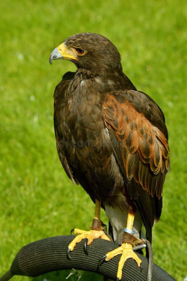 Harris Hawk stock image. Image of outdoors, falconry - 148008343