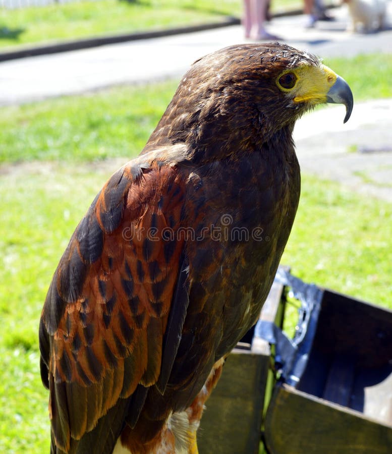 Harris Hawk stock photo. Image of beautiful, tame, feather - 42551824