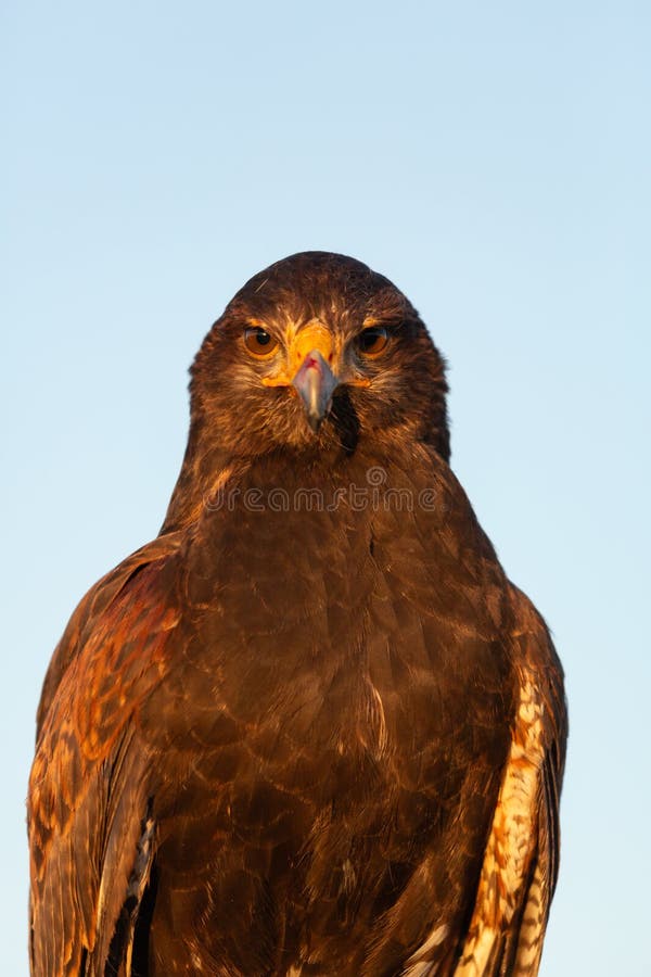 Portrait of Harris Hawk Looking Strait at the Camera Stock Photo ...