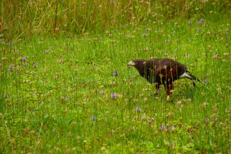 Harris Hawk Looking in the Summer Grass Stock Photo - Image of hawk ...