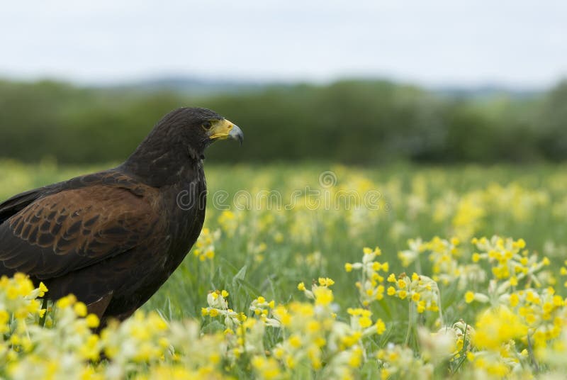 Hawk meadow stock photo. Image of nature, hawk, winter - 110267288