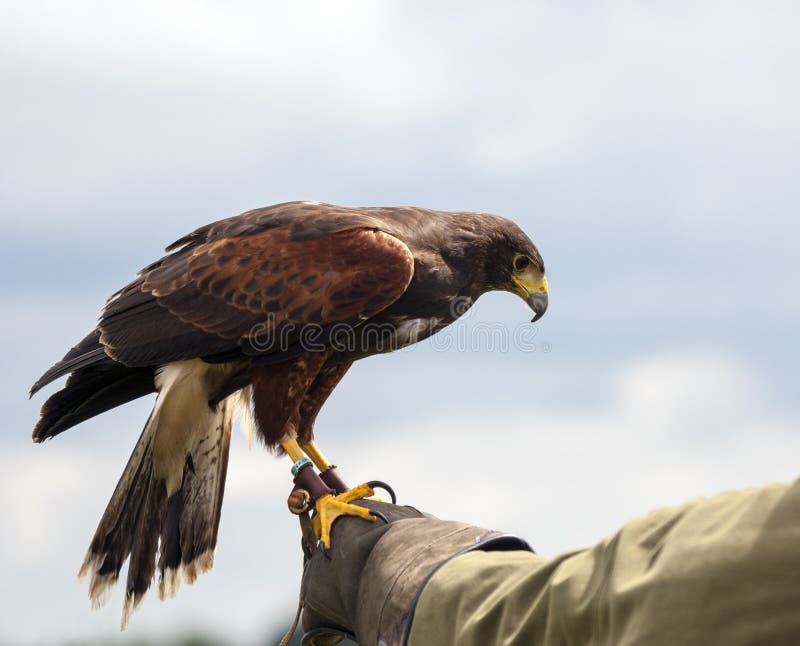 195 Hawk Arm Stock Photos - Free & Royalty-Free Stock Photos from ...