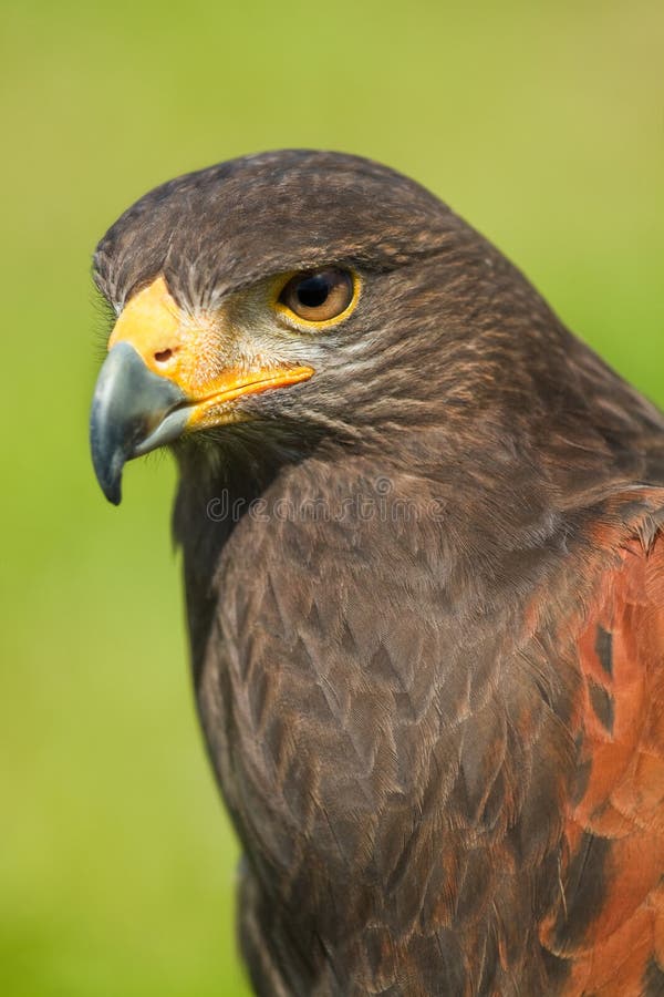 Head Harris Hawk Side Angle View Stock Photos - Free & Royalty-Free ...