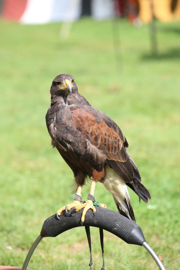 Harris Hawk (Parabuteo Unicinctus) Sitting on a Ring Stock Photo ...