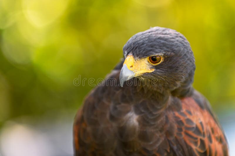 Harris Hawk ( Parabuteo Unicinctus) Tilts Head To Look Left Stock Image ...