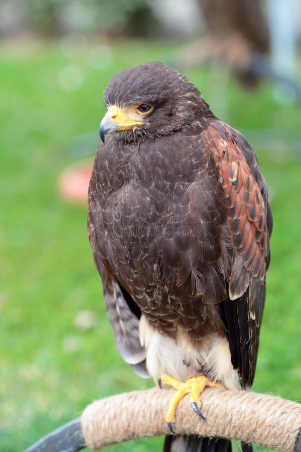 Harris S Hawk Perched on the Hand of a Falconer Stock Image - Image of ...