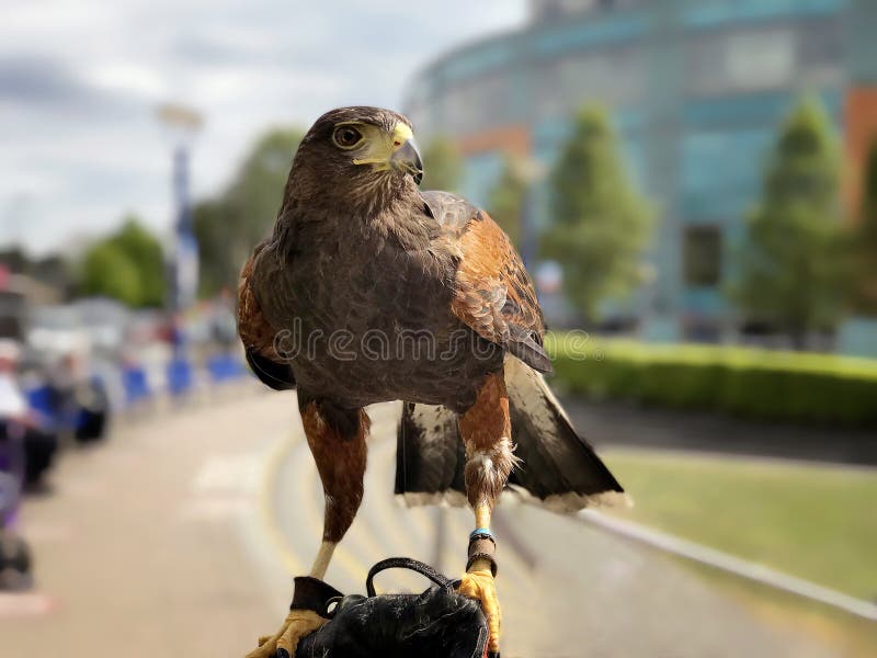 Harris Hawk stock image. Image of american, majestic - 91597435