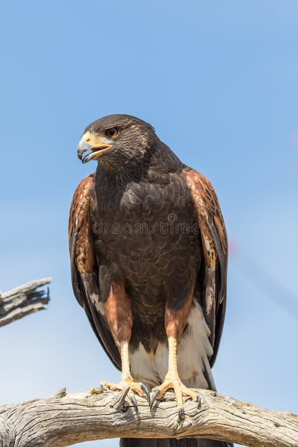 Harris Hawk stock photo. Image of predator, wildlife - 54475280