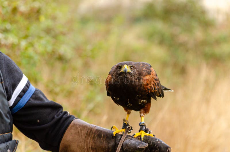 Portrait of a Harris Hawk, Falconry Concept. Parabuteo Unicinctus Stock ...